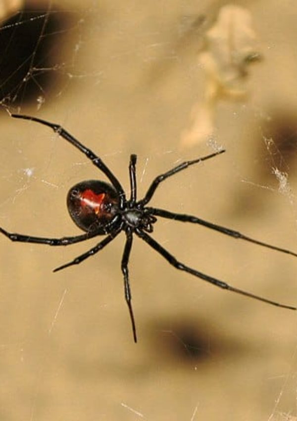Spider Pest Control Services Sydney - Homes & Hedges